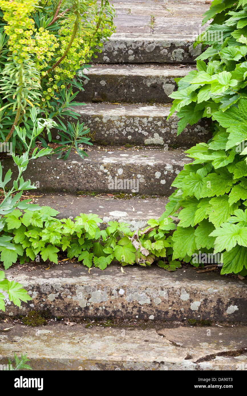 Overgrown and weathered stone steps ascending Stock Photo - Alamy