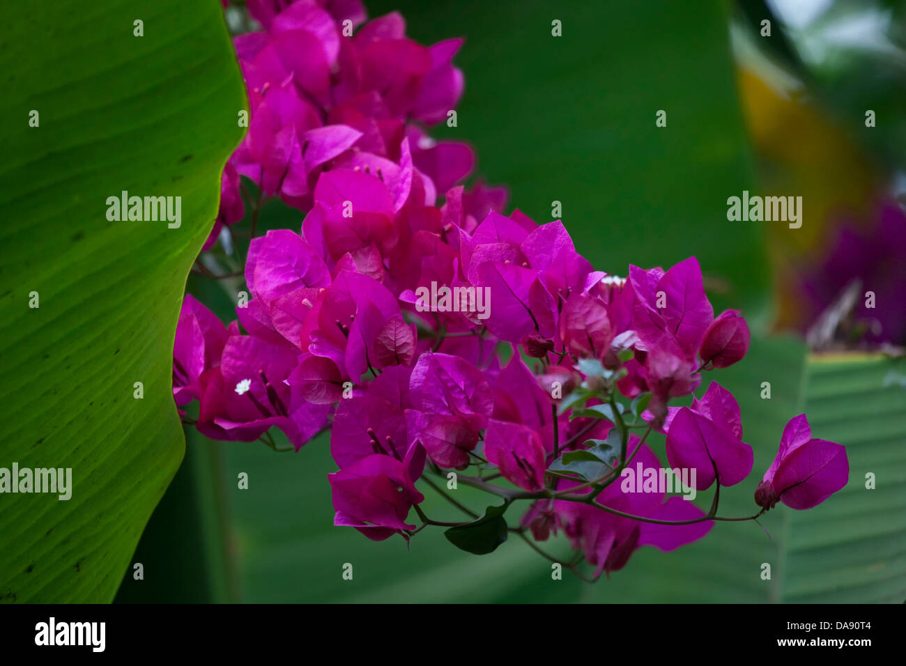 Africa, Uganda, East Africa, black continent, pearl of Africa, Great ...