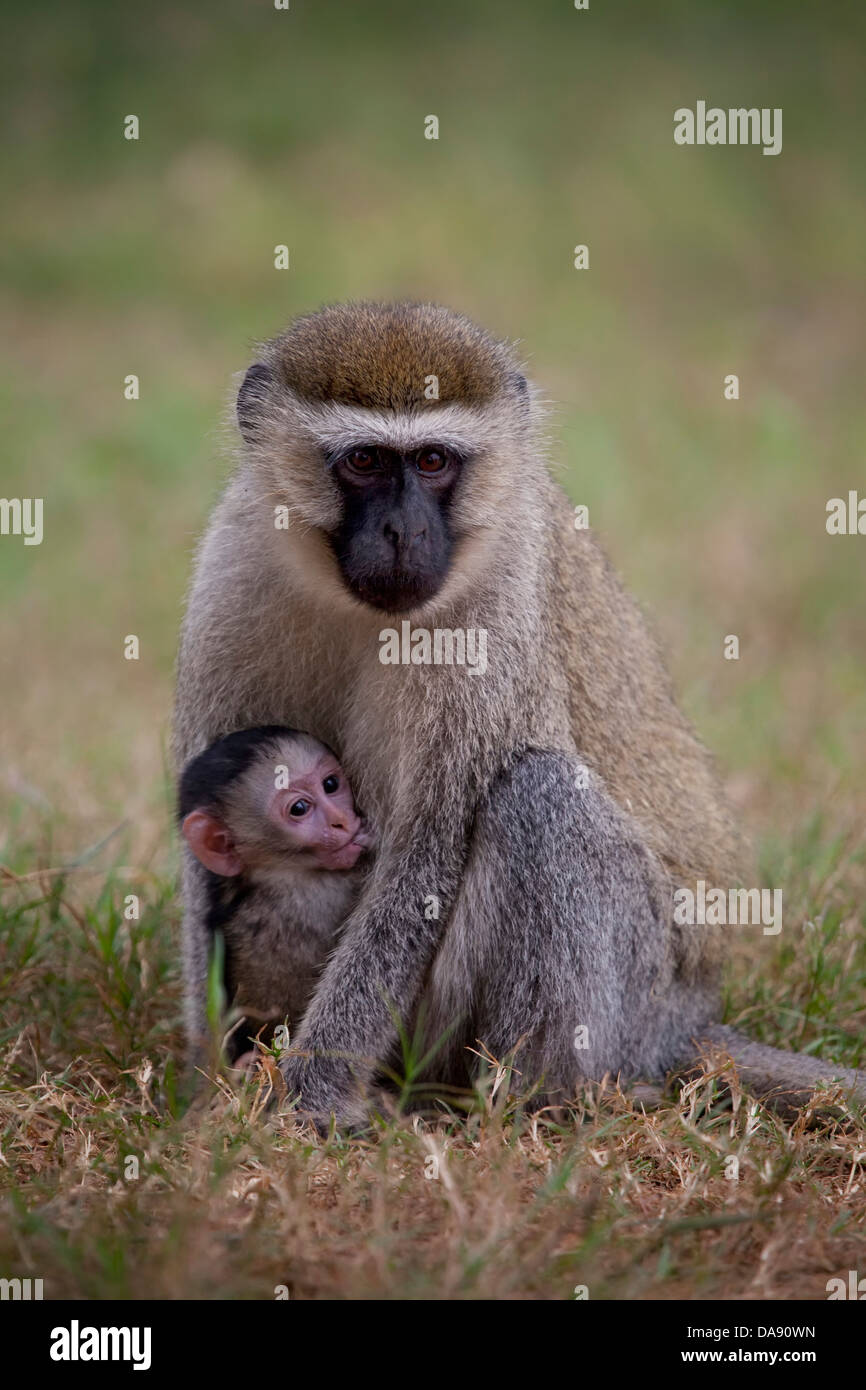 Dry nose monkeys, old world monkeys, Chlorocebus, Haplorhini ...