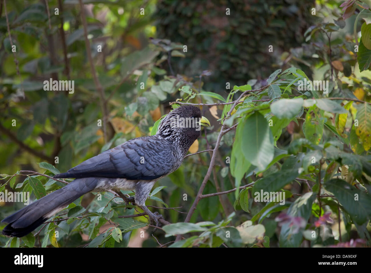 Africa, Uganda, East Africa, black continent, pearl of Africa, Great ...