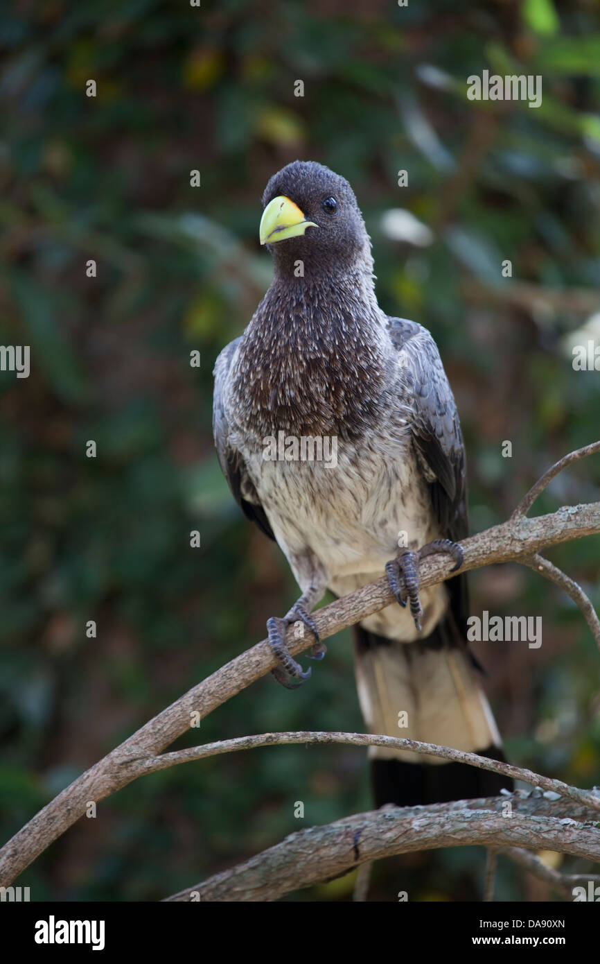 Africa, Uganda, East Africa, black continent, pearl of Africa, Great ...