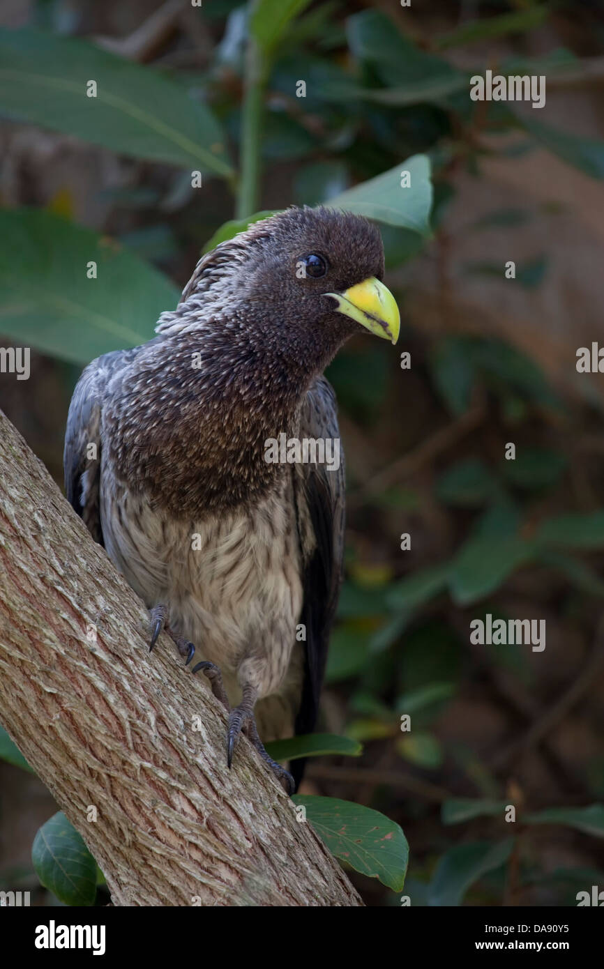 Africa, Uganda, East Africa, black continent, pearl of Africa, Great ...