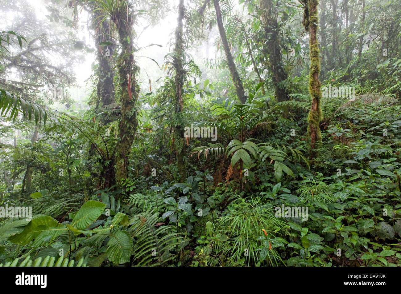 Jungle fog hi-res stock photography and images - Alamy