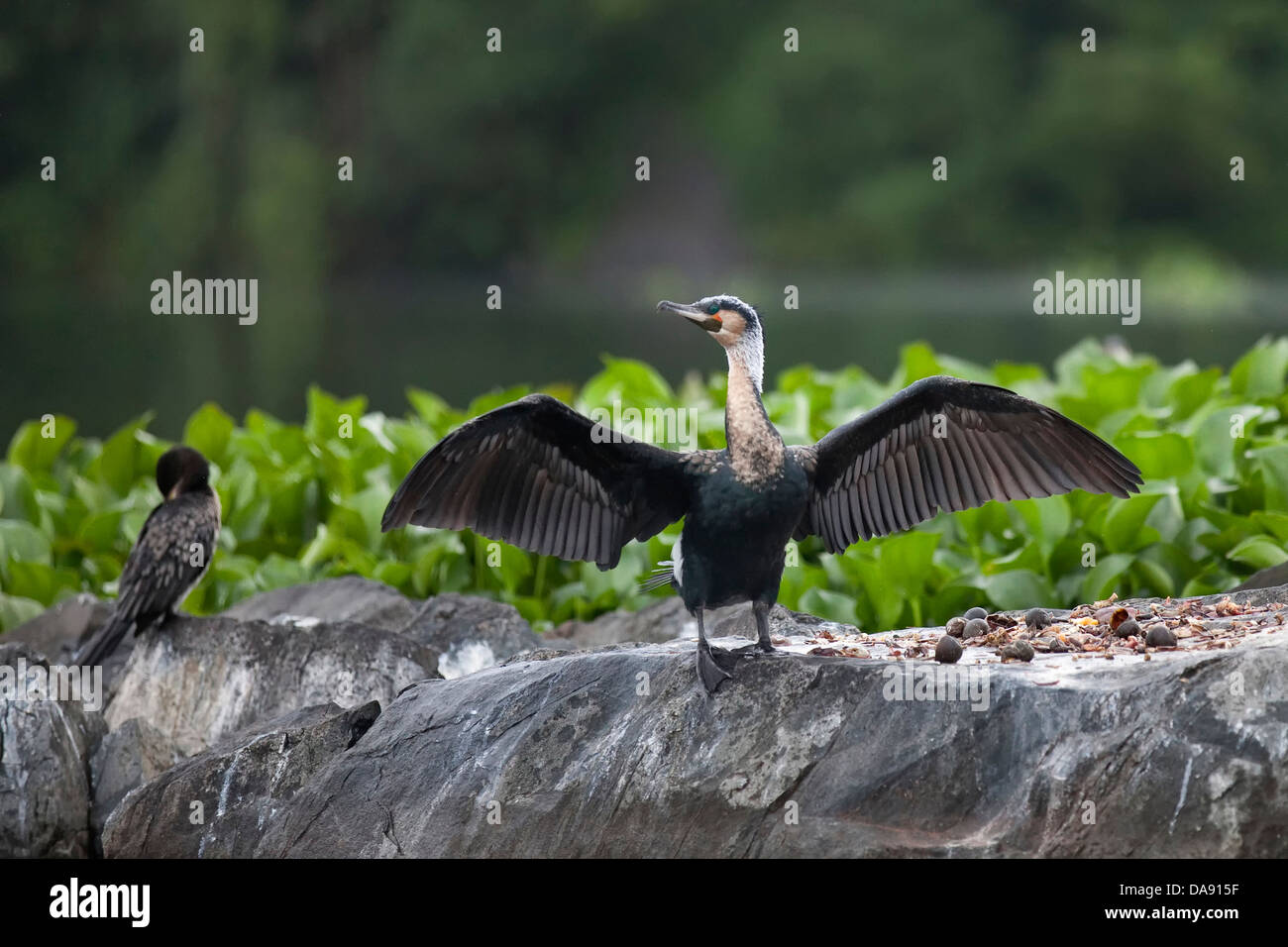Birds of uganda birds of east africa hi-res stock photography and ...