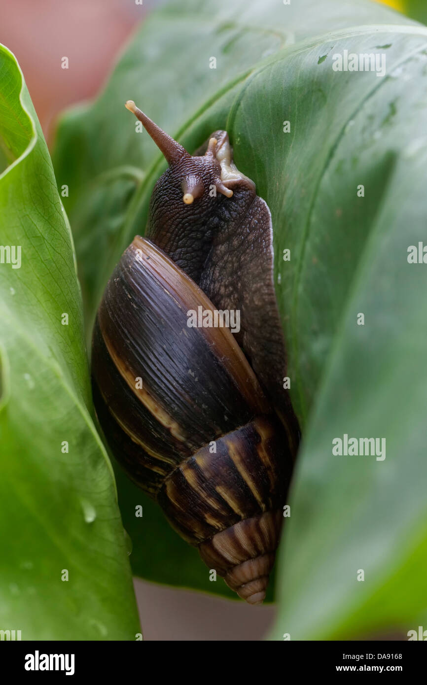 Africa, Uganda, East Africa, black continent, pearl of Africa, Great ...