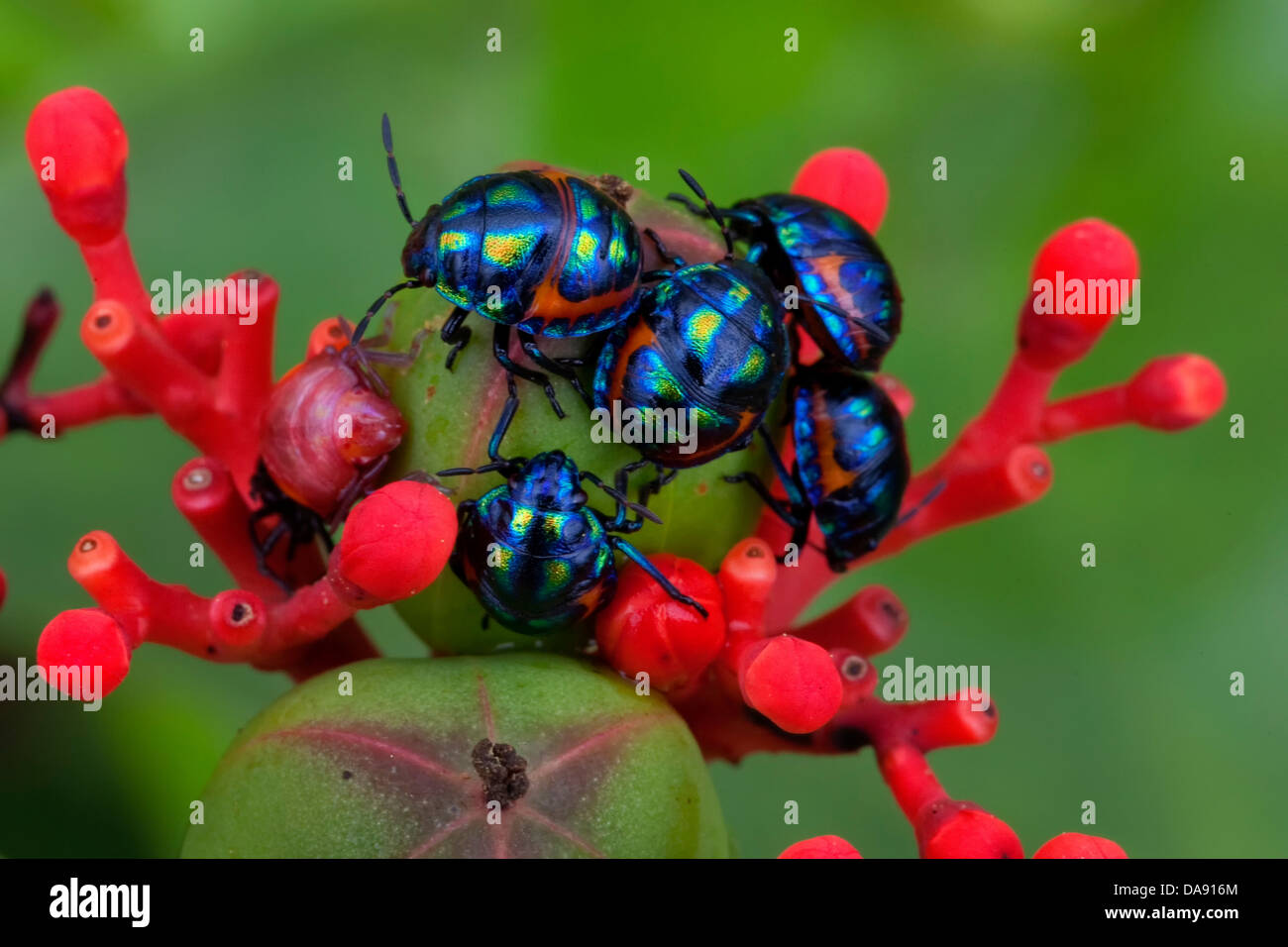 Africa, Uganda, East Africa, black continent, pearl of Africa, Great ...