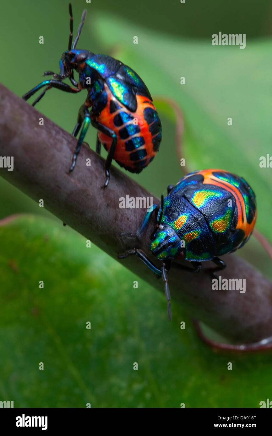 Africa, Uganda, East Africa, black continent, pearl of Africa, Great ...