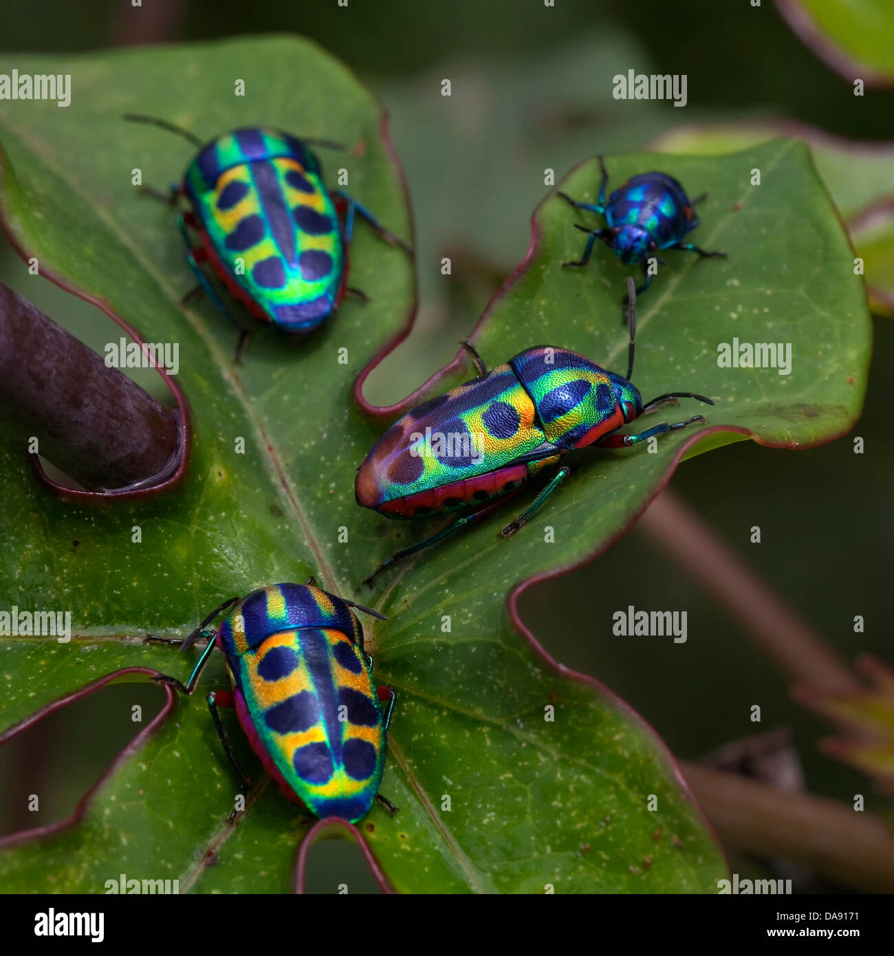 Stinkbugs hi-res stock photography and images - Alamy