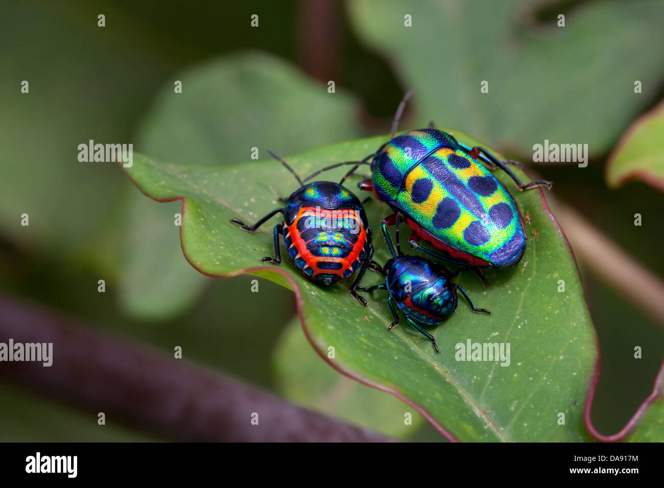 Africa, Uganda, East Africa, black continent, pearl of Africa, Great ...