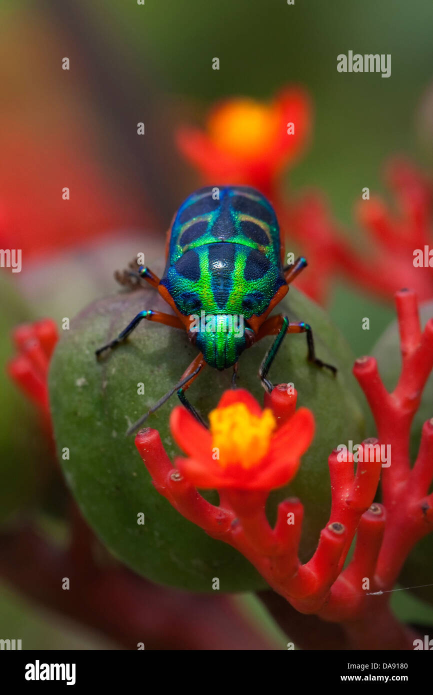 Africa, Uganda, East Africa, black continent, pearl of Africa, Great ...