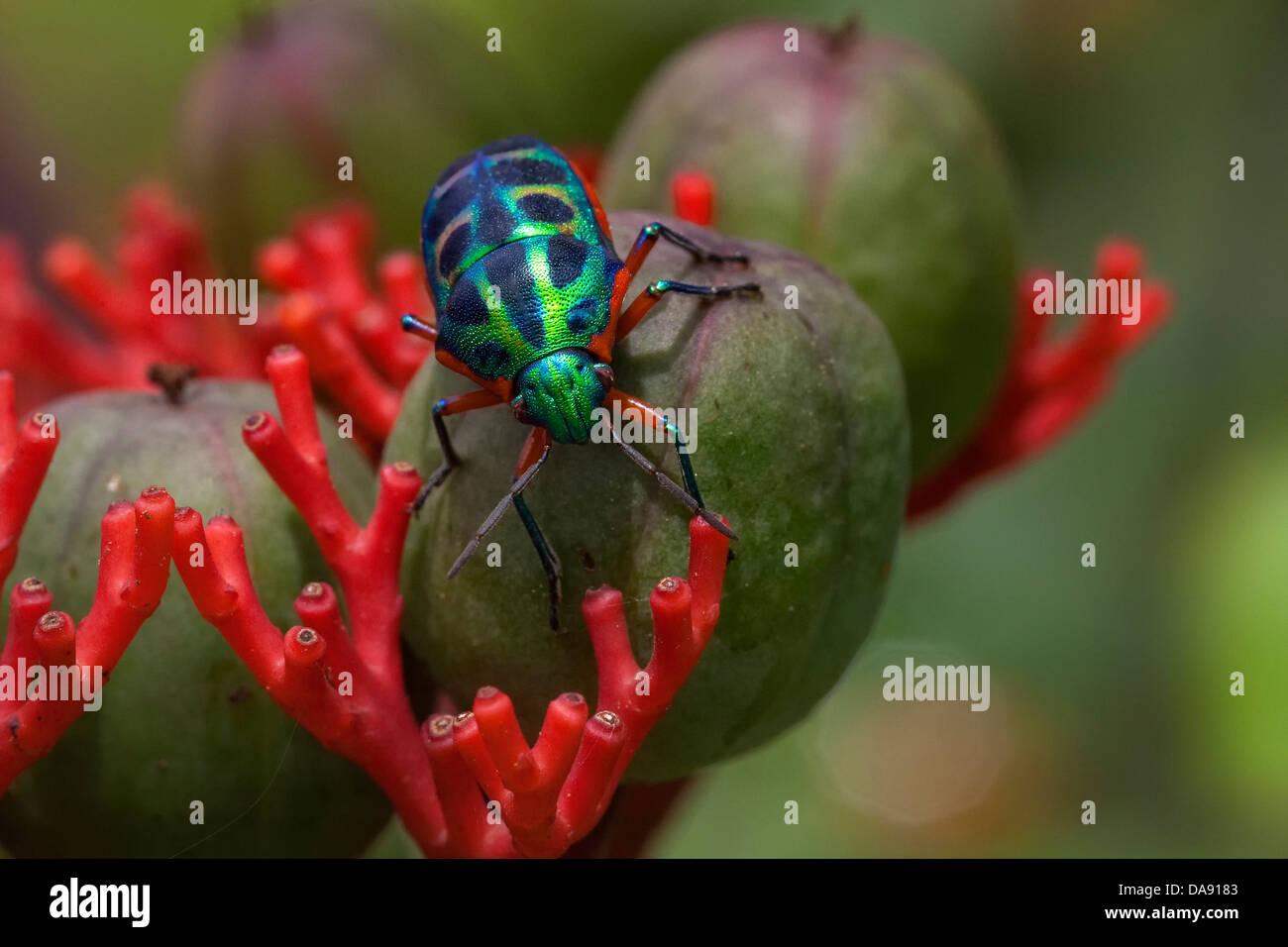 Africa, Uganda, East Africa, black continent, pearl of Africa, Great ...