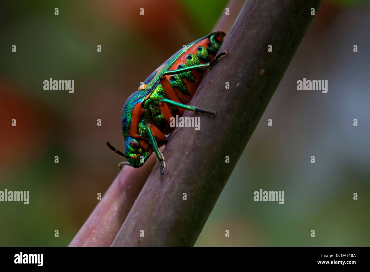 Africa, Uganda, East Africa, black continent, pearl of Africa, Great ...