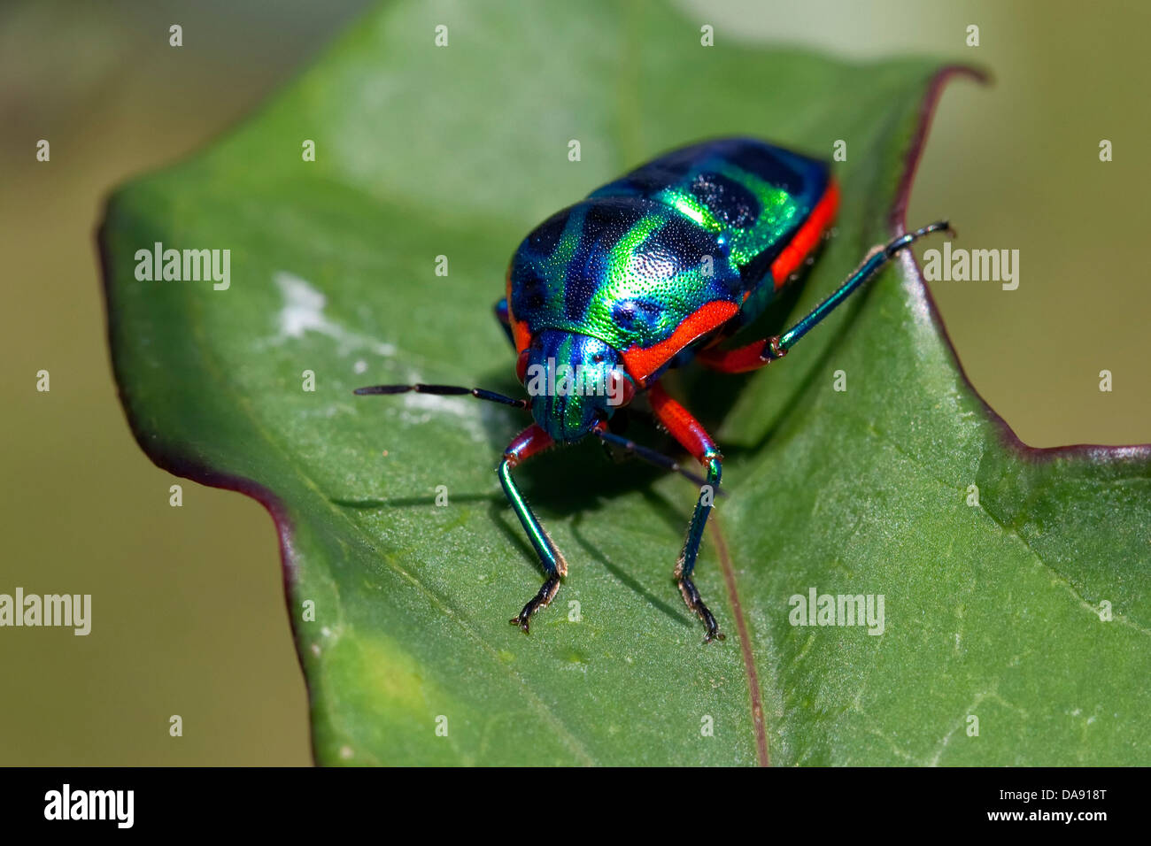 Stinkbugs hi-res stock photography and images - Alamy