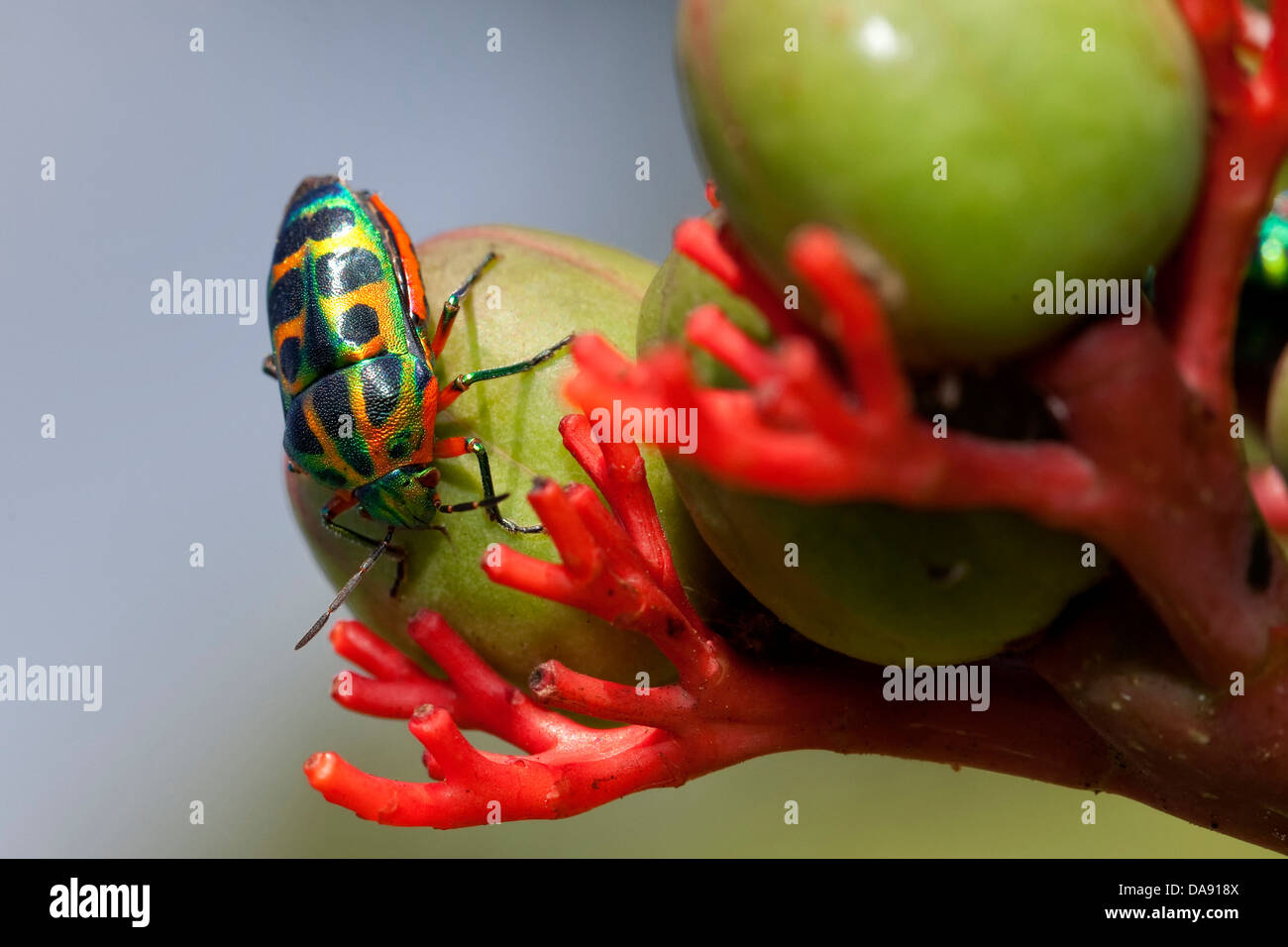 Africa, Uganda, East Africa, black continent, pearl of Africa, Great ...