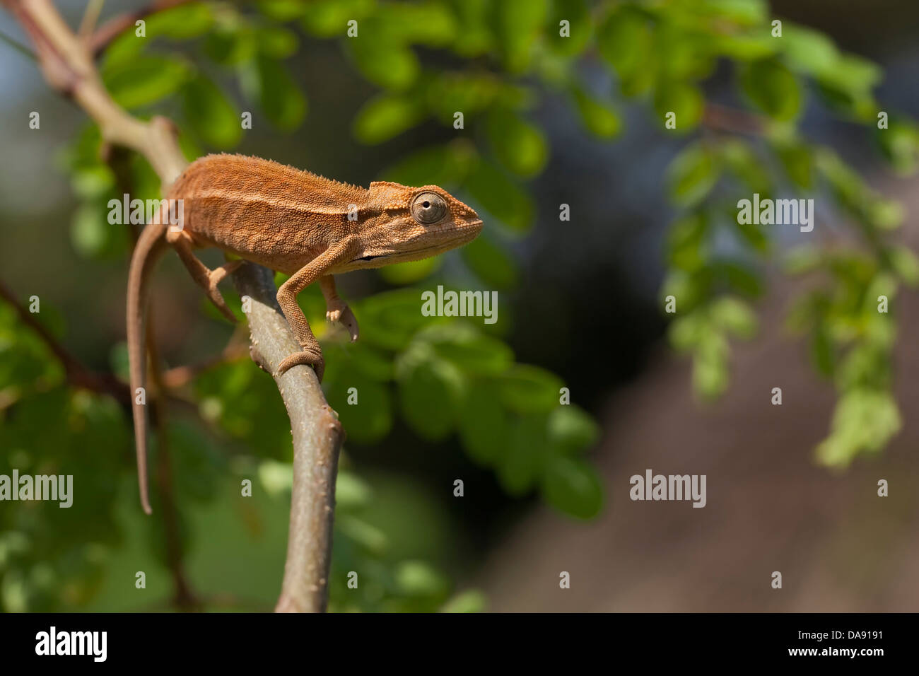 Africa, Uganda, East Africa, black continent, pearl of Africa, Great ...