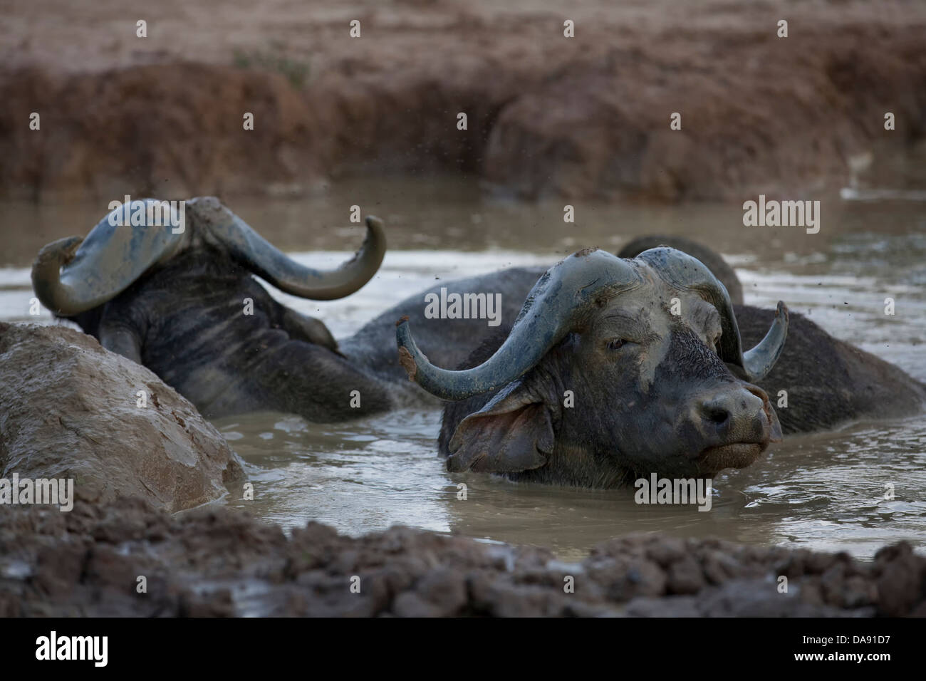 Black continent, pearl of Africa, Great Rift, Murchison Falls, national ...
