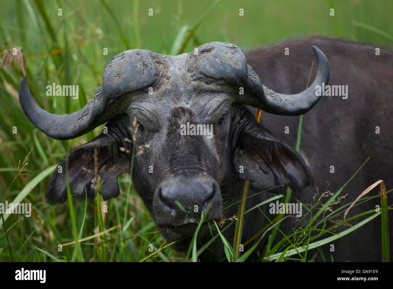 Africa, Uganda, East Africa, black continent, pearl of Africa, Great ...