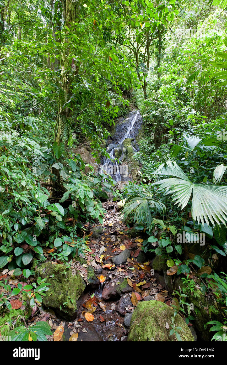 Costa rica rainforest biome hi-res stock photography and images - Alamy