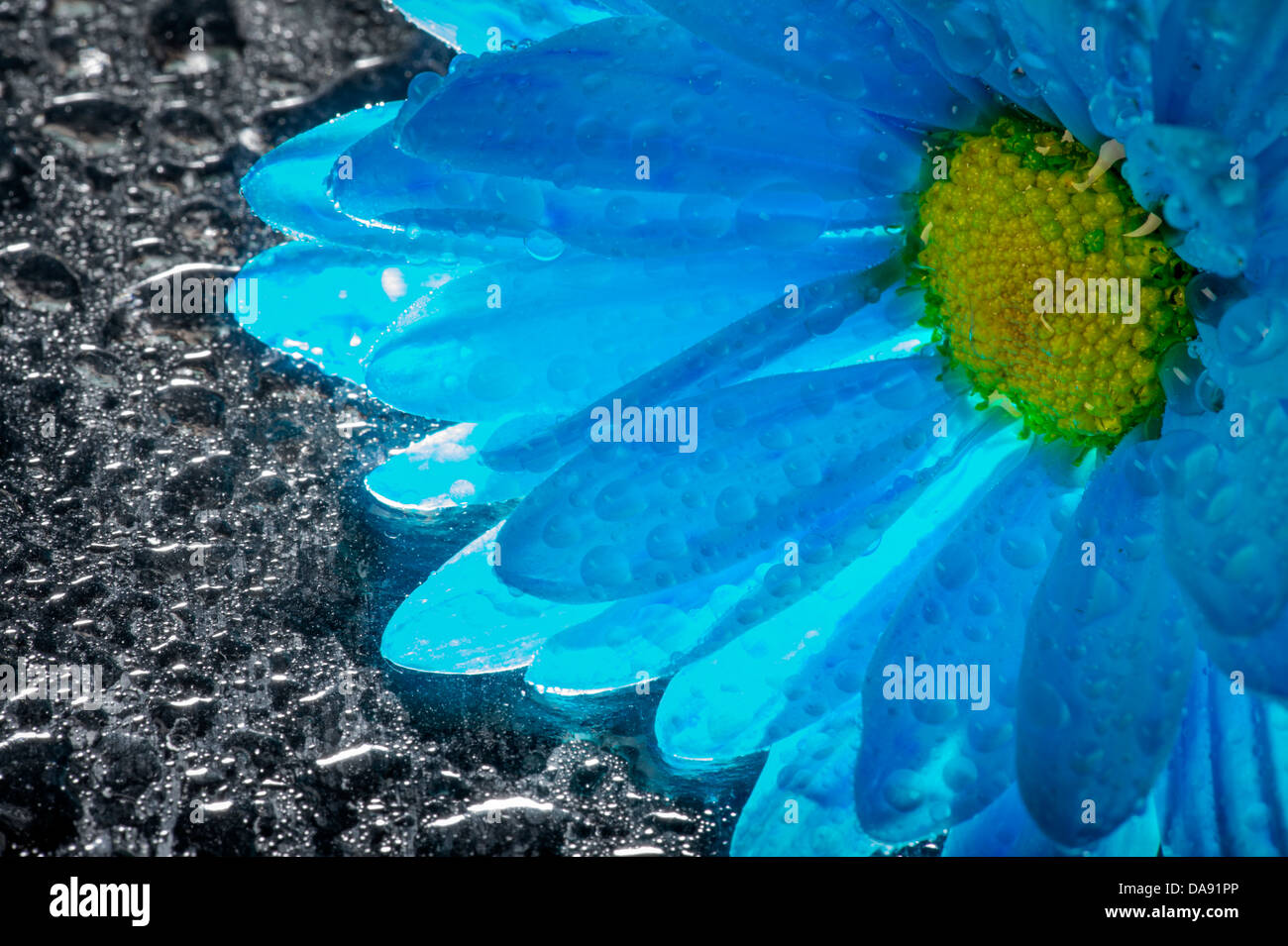 Blue Daisy Flower With Water Drops Stock Photo - Alamy