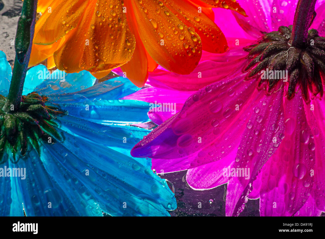 Beauty of water drops hi-res stock photography and images - Alamy