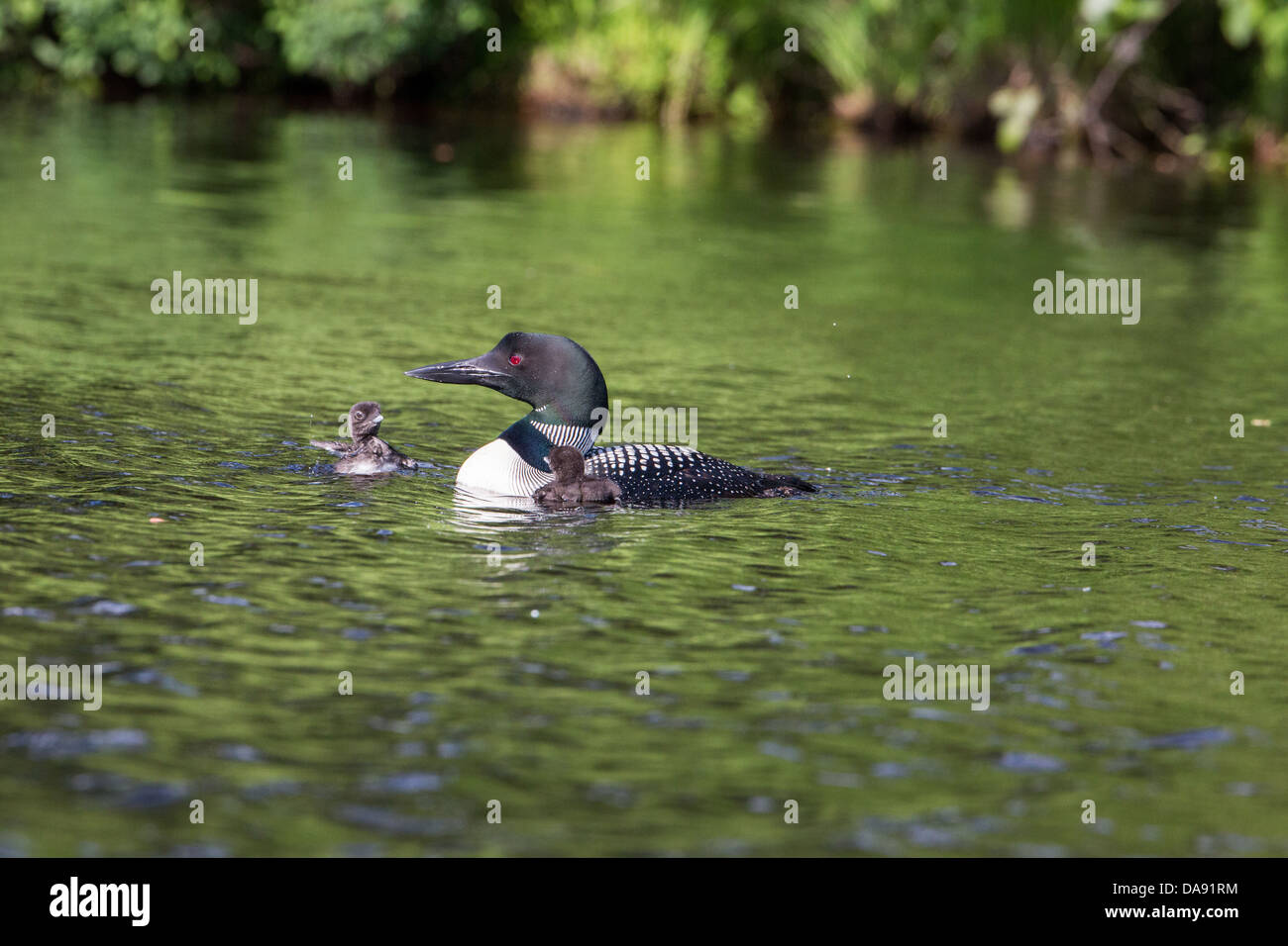 Common loon with chicks Stock Photo - Alamy