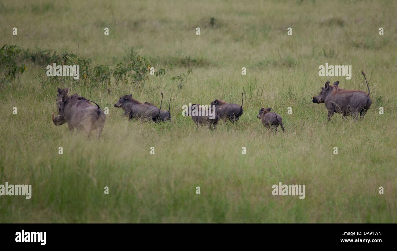 Africa, Uganda, East Africa, black continent, pearl of Africa, Great ...