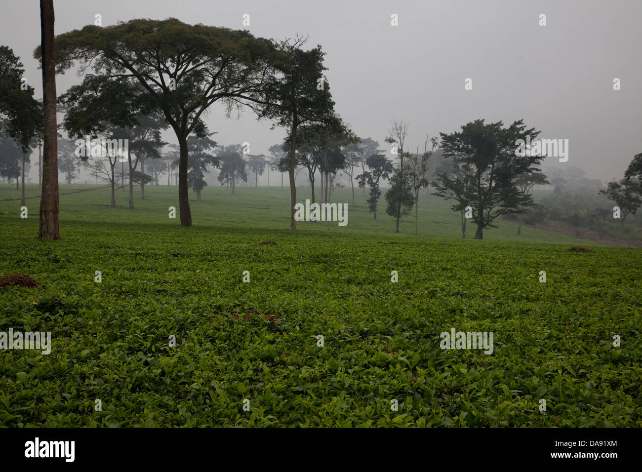 Africa, Uganda, East Africa, black continent, pearl of Africa, Great ...