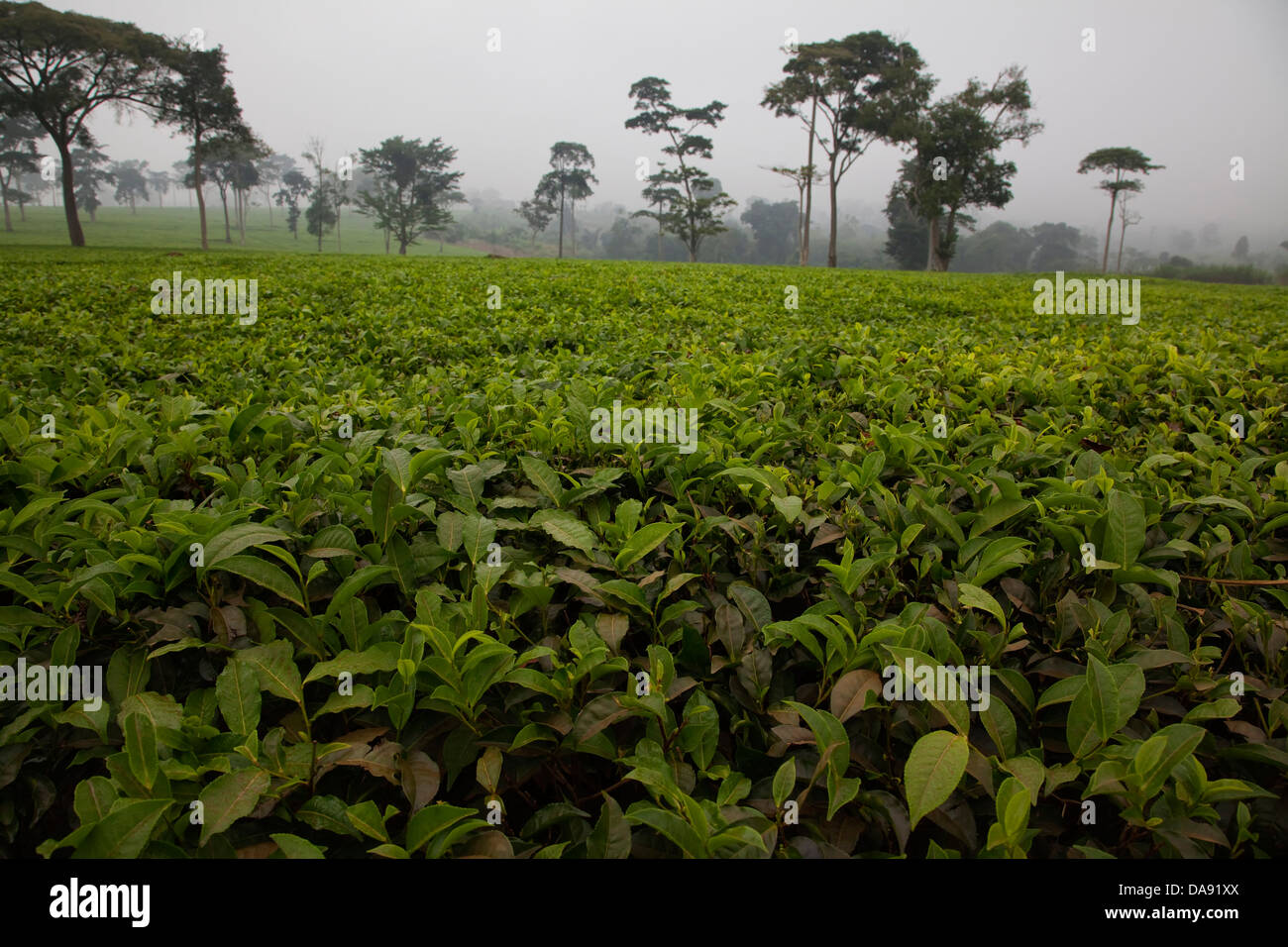 Africa, Uganda, East Africa, black continent, pearl of Africa, Great ...