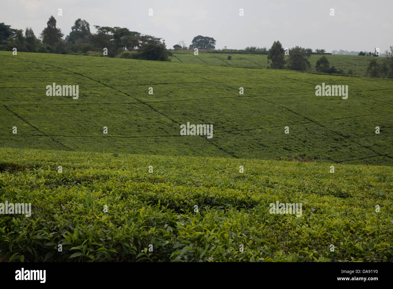 Africa, Uganda, East Africa, black continent, pearl of Africa, Great ...