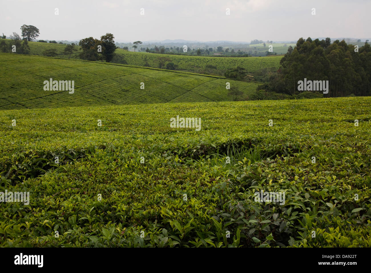 Africa, Uganda, East Africa, black continent, pearl of Africa, Great ...