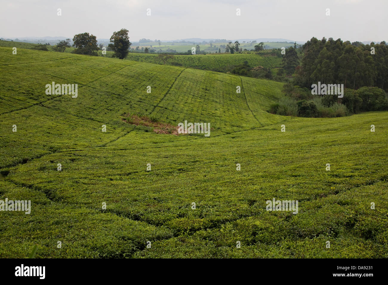 Africa, Uganda, East Africa, black continent, pearl of Africa, Great ...