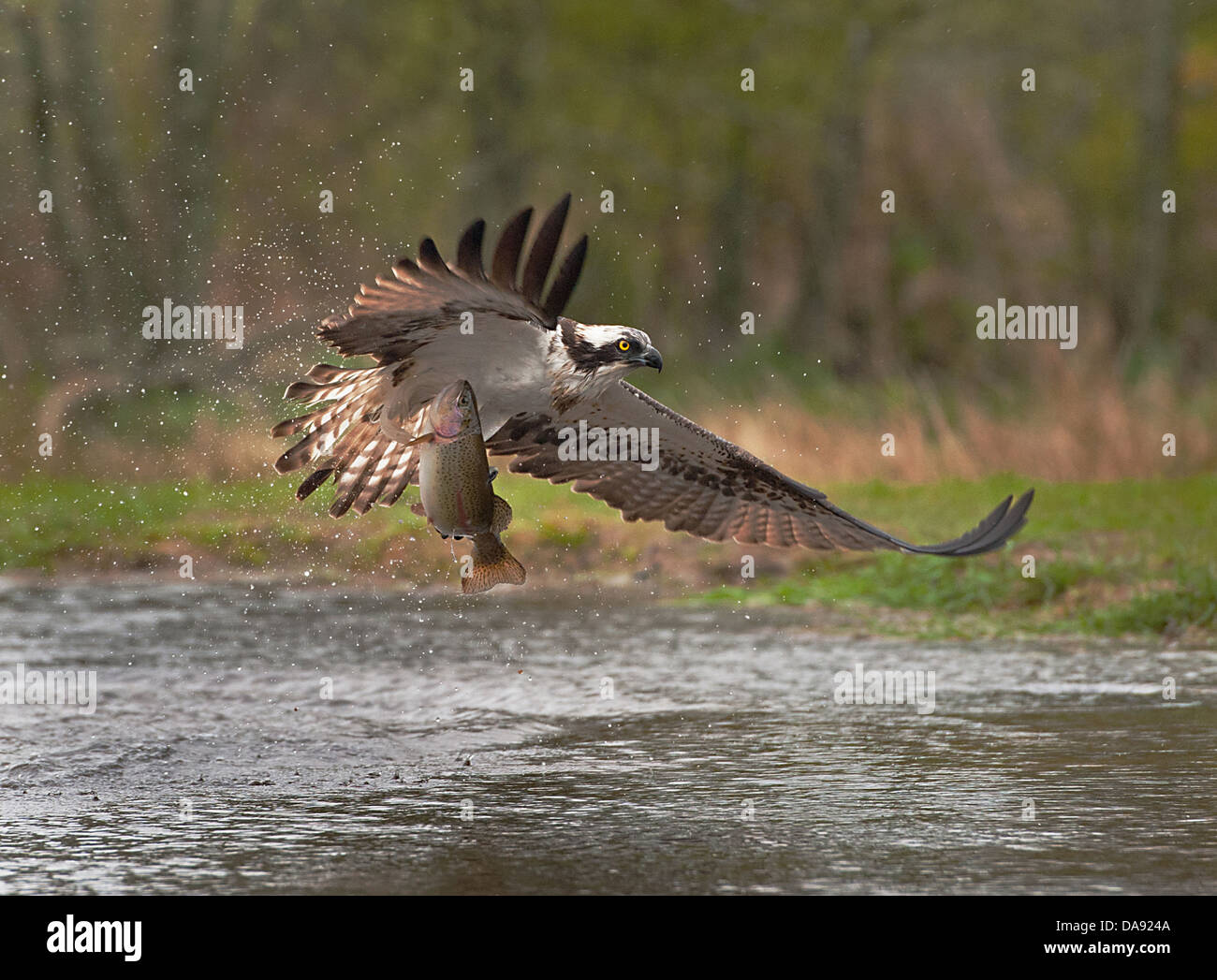 Osprey flying over water hi-res stock photography and images - Alamy