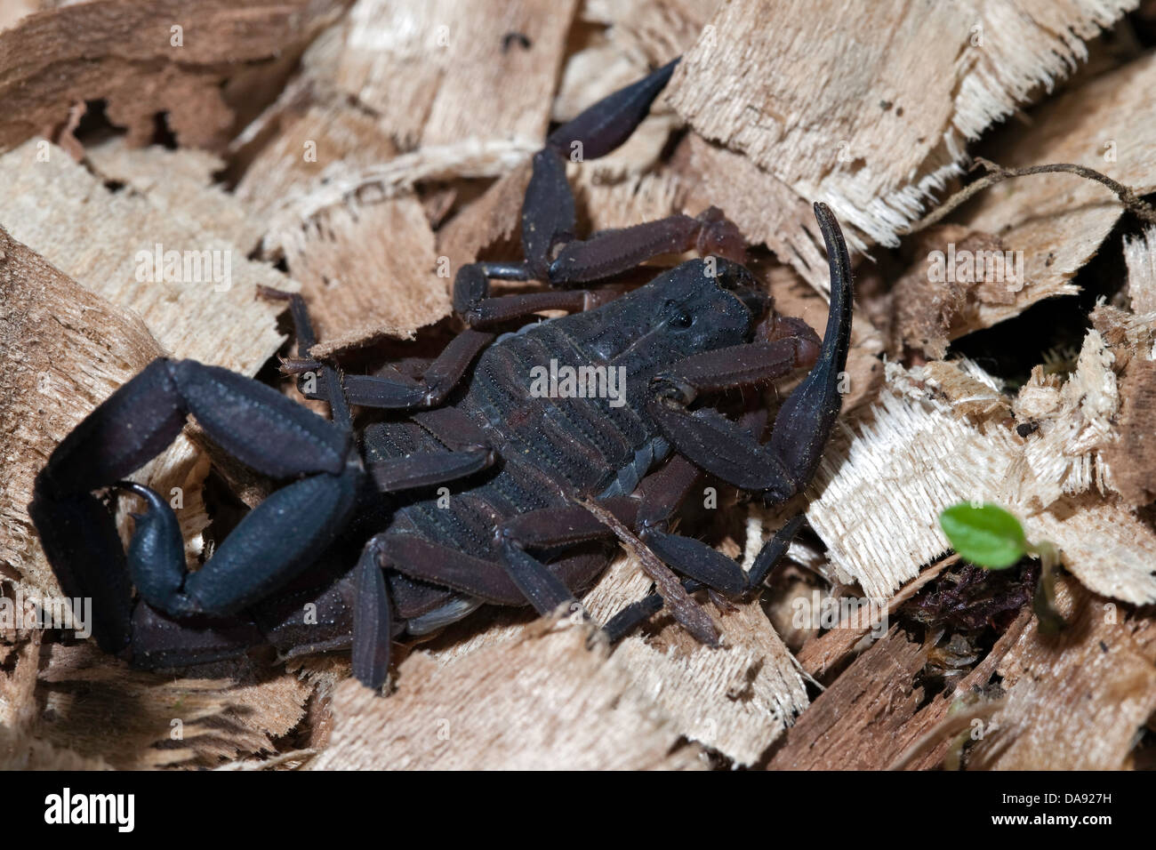 Poisonous Scorpions In Costa Rica
