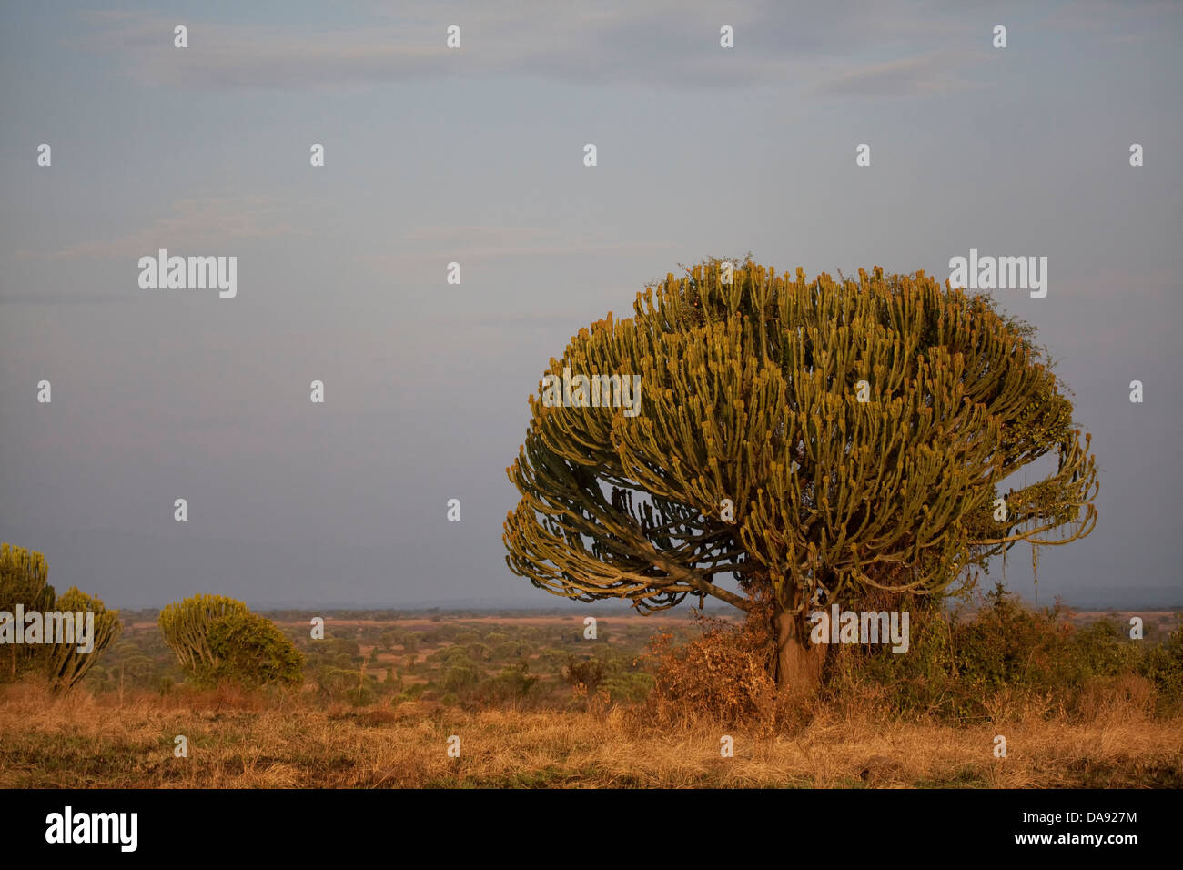 Africa, Uganda, East Africa, black continent, pearl of Africa, Great ...