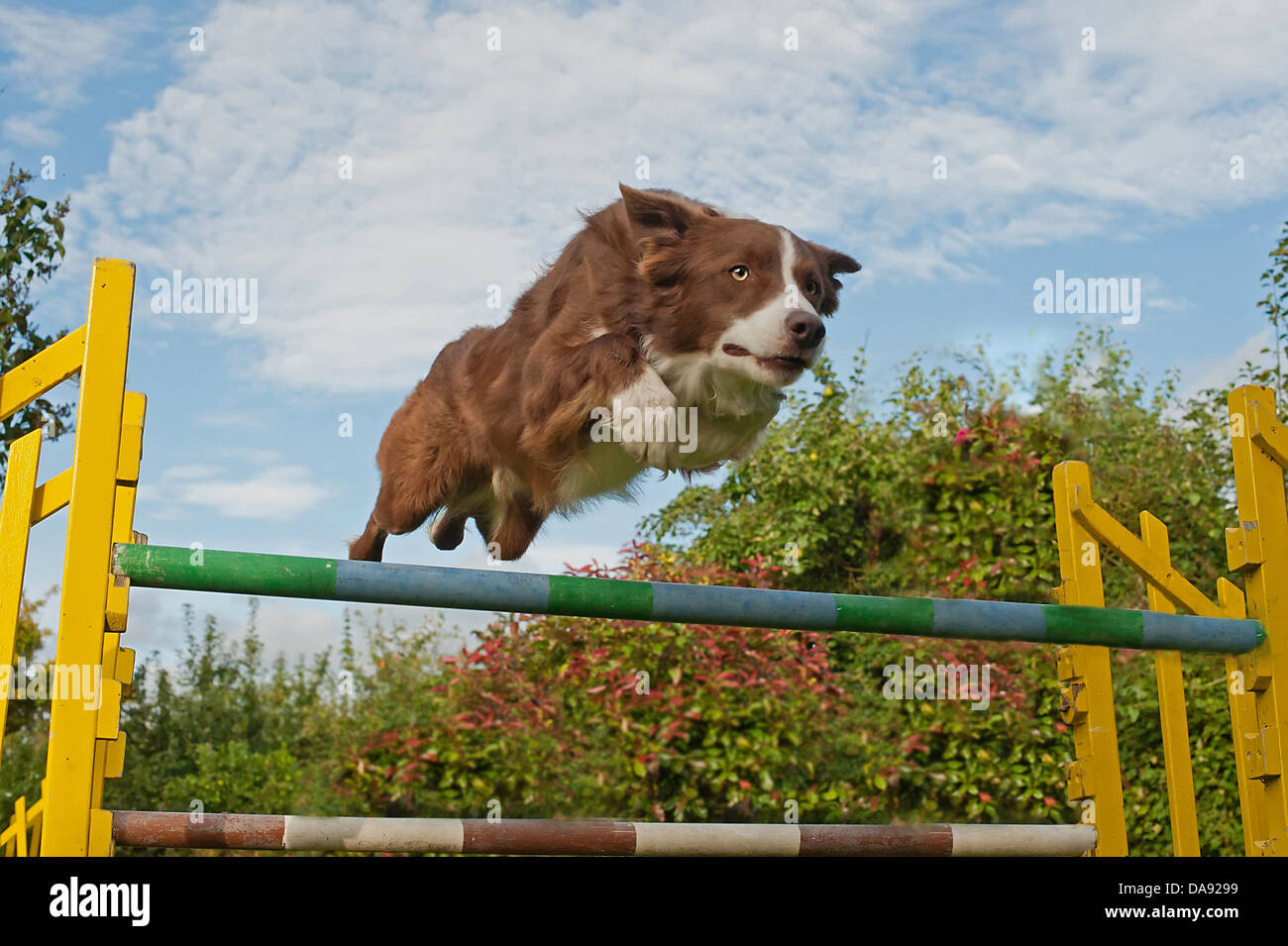 Jumping border fence hi-res stock photography and images - Alamy