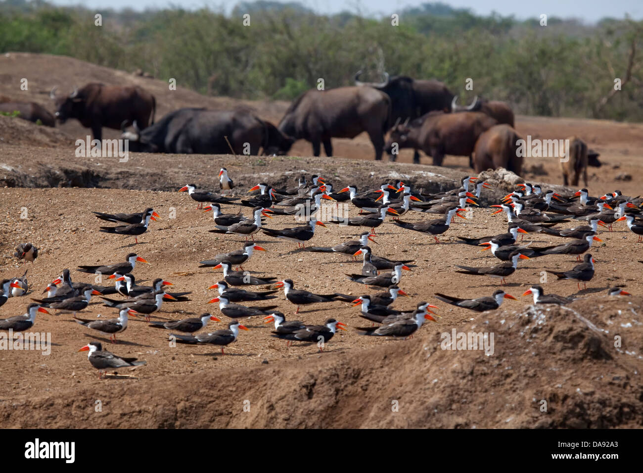 Scissor beaks hi-res stock photography and images - Alamy