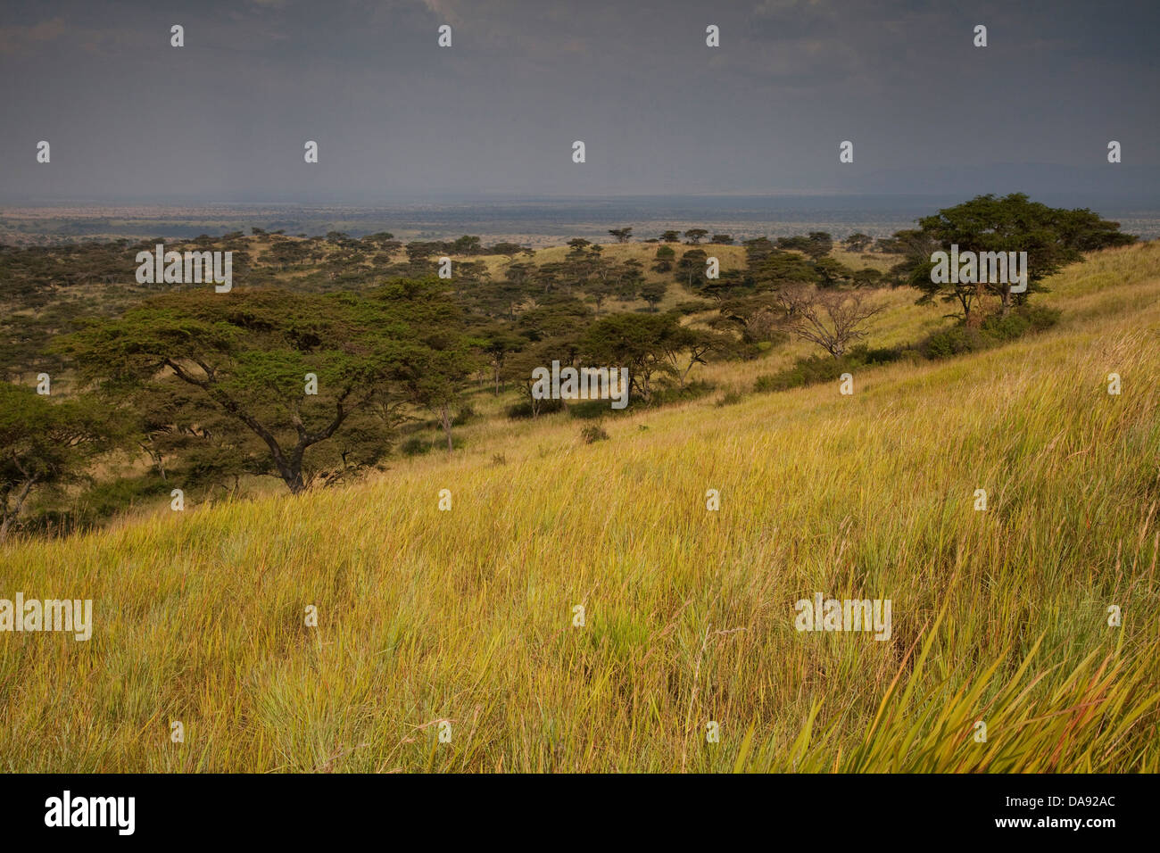 Africa, Uganda, East Africa, black continent, pearl of Africa, Great ...