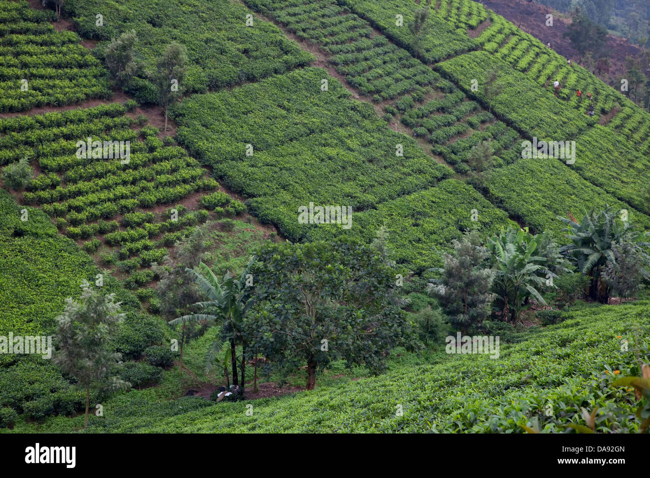 black tea, tea plantations, plants, adding, tea countries, reap Africa ...