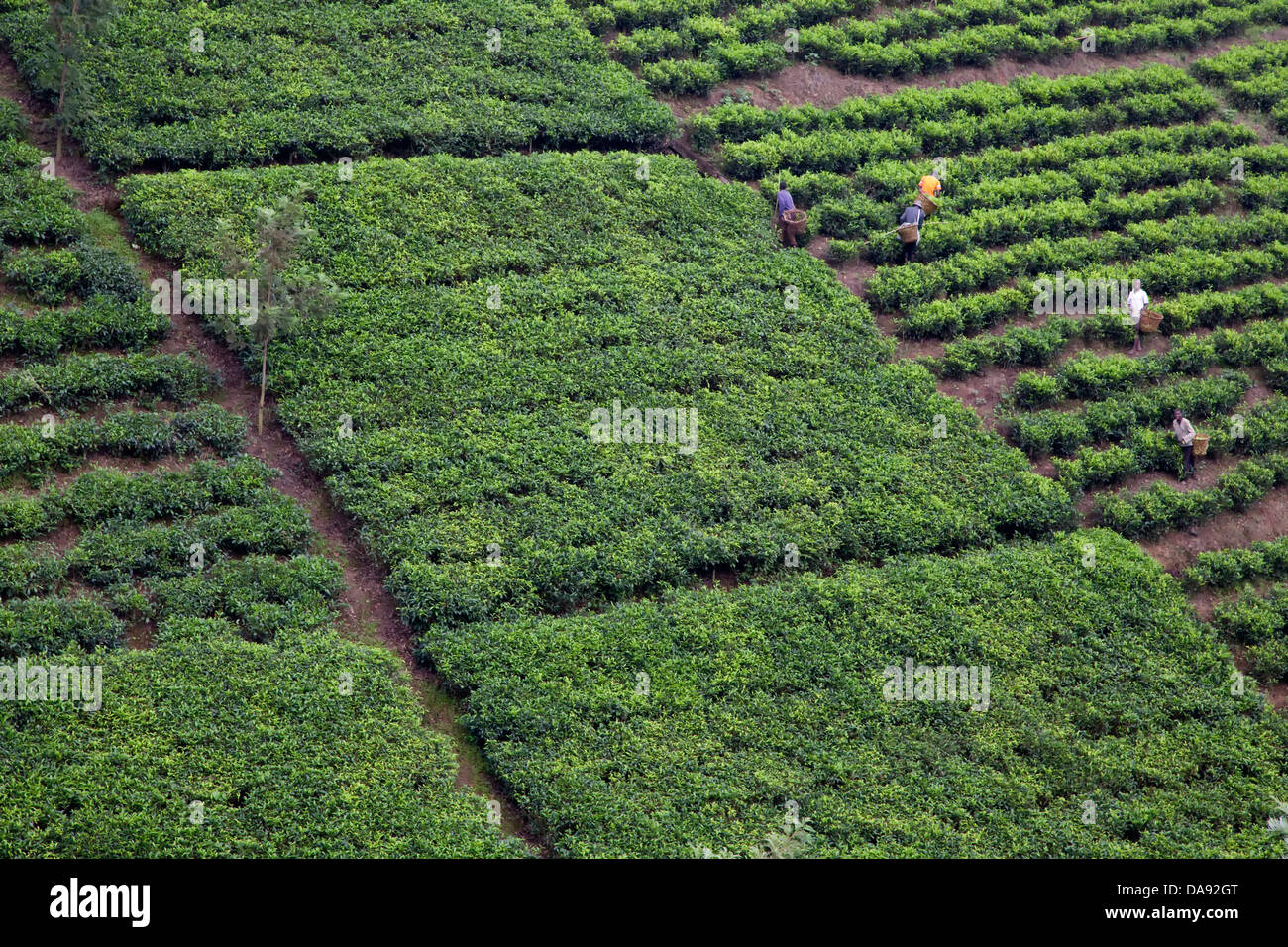 black tea, tea plantations, plants, adding, tea countries, reap Africa ...