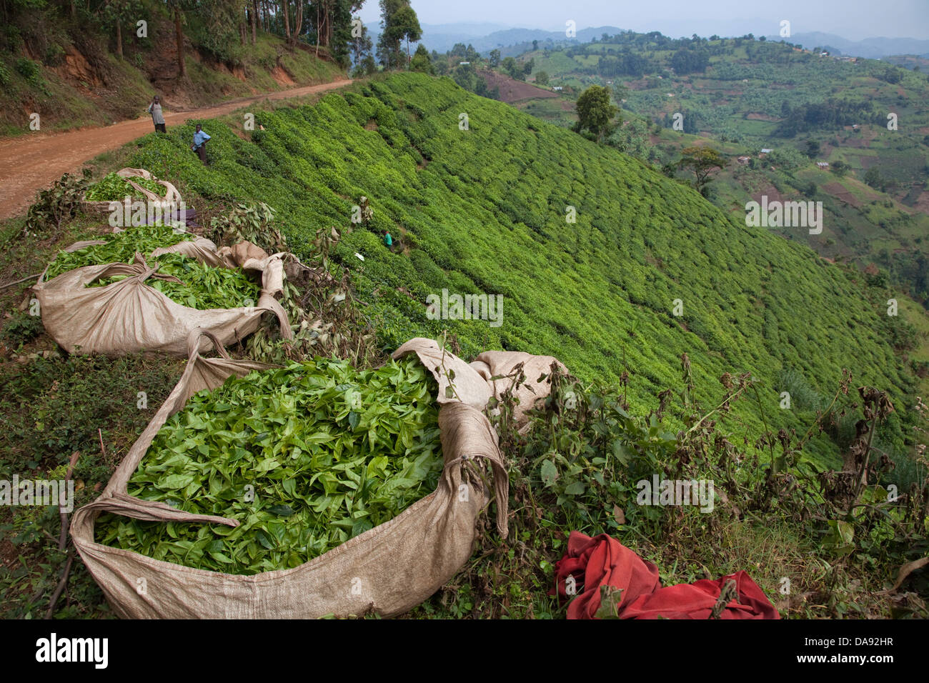 black tea, tea plantations, plants, adding, tea countries, reap Africa ...