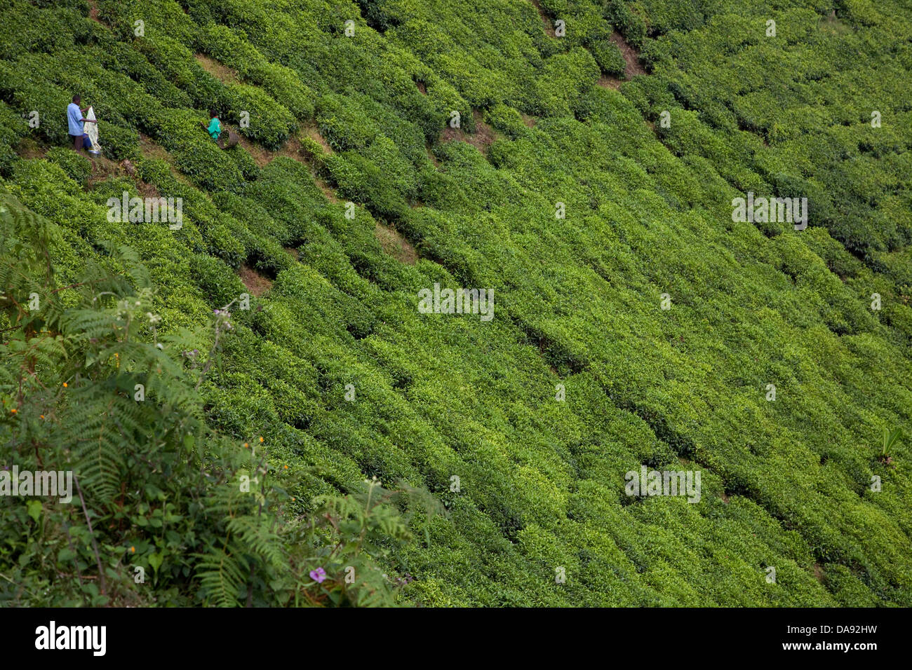 black tea, tea plantations, plants, adding, tea countries, reap Africa ...