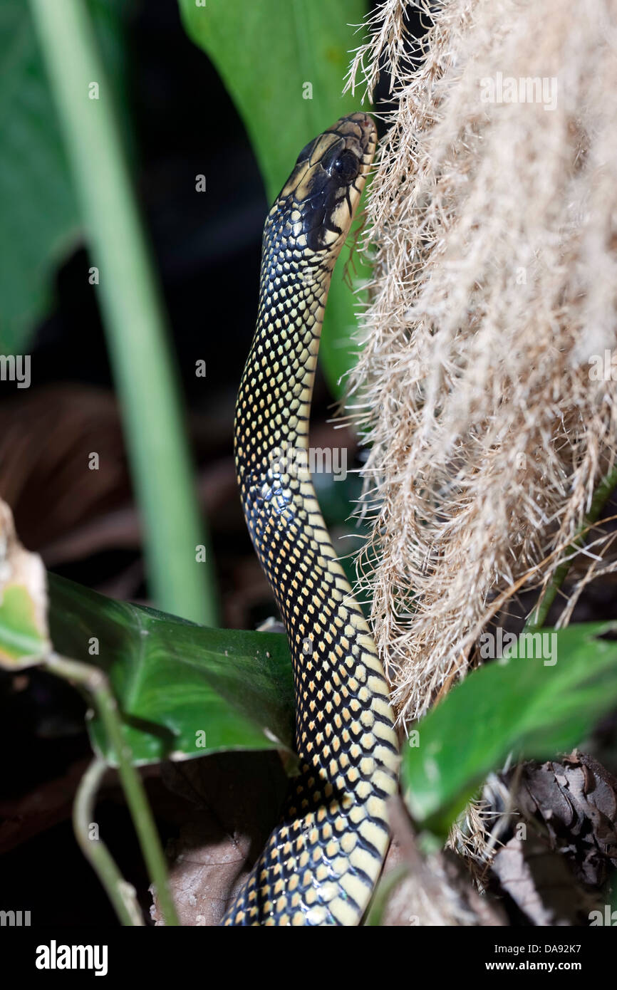 Costa Rican Rainforest Snakes