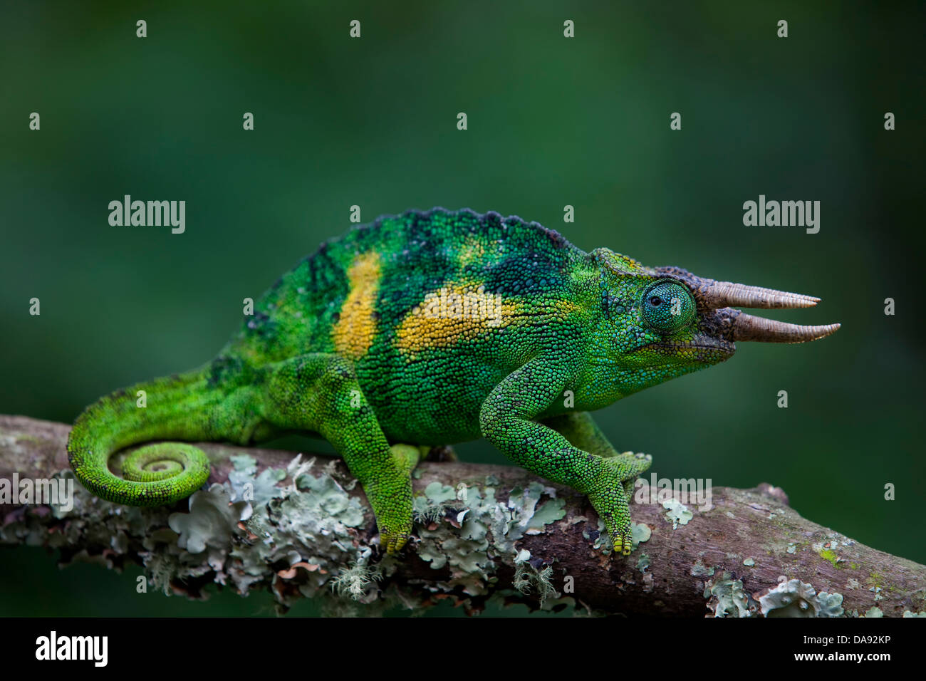 Africa, Uganda, East Africa, black continent, pearl of Africa, Great ...