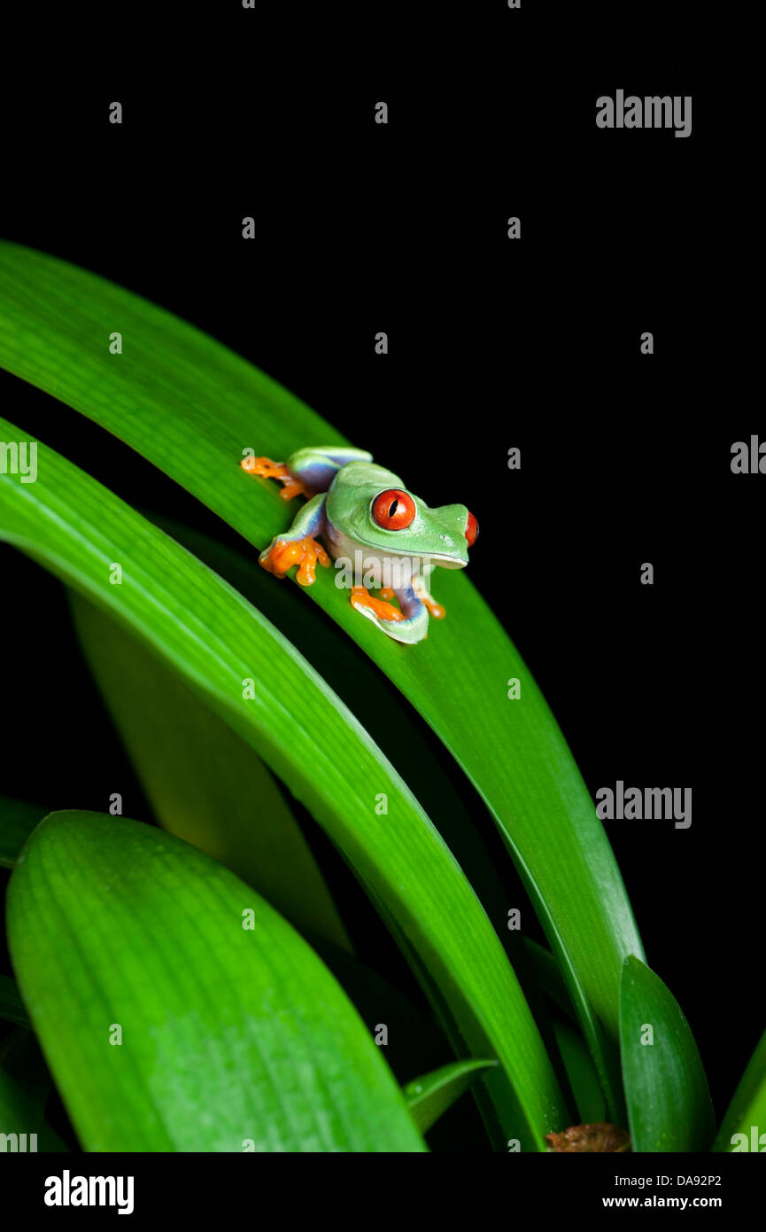 Red eyed tree frog camouflage hi-res stock photography and images - Alamy
