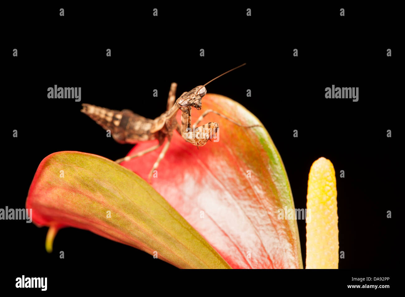 Budwing mantis Mantodea Stock Photo - Alamy