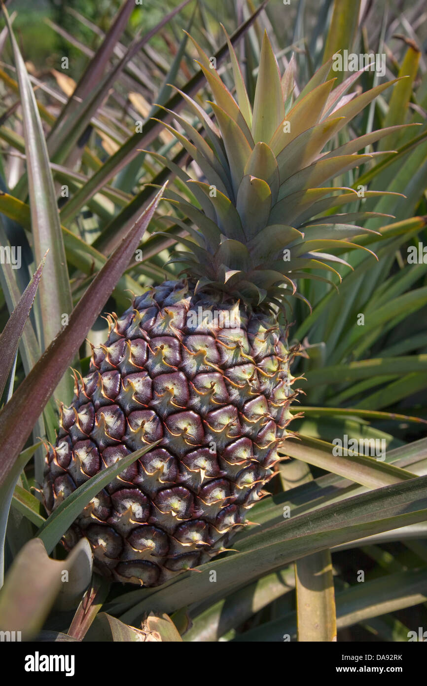 Africa, Uganda, East Africa, black continent, pearl of Africa, Great ...