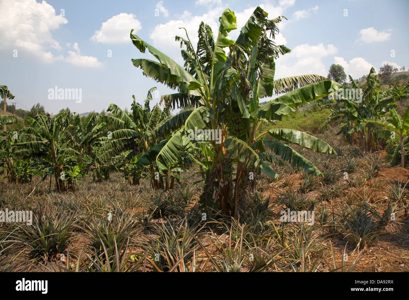 Africa, Uganda, East Africa, black continent, pearl of Africa, Great ...