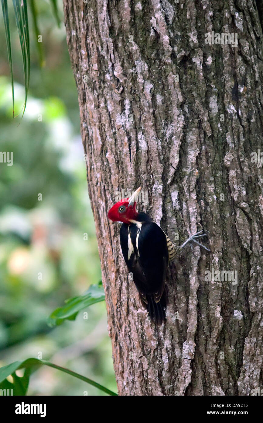 Robust Woodpecker (Campephilus robustus), Costa Rica Stock Photo - Alamy