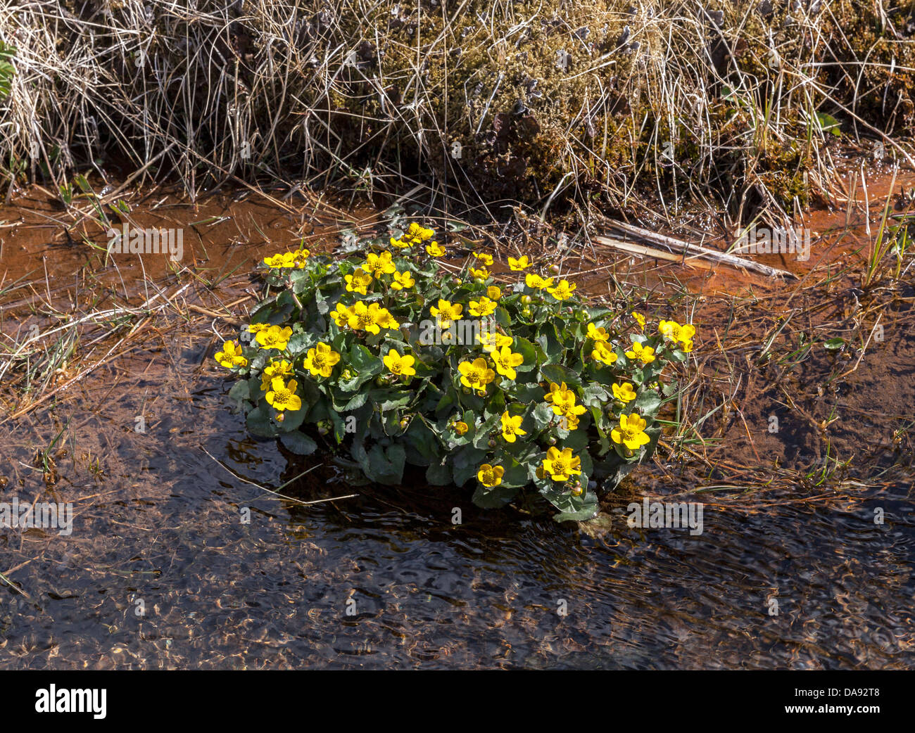 Native Icelandic flowers Caltha palustris known as Marsh-marigold Stock ...