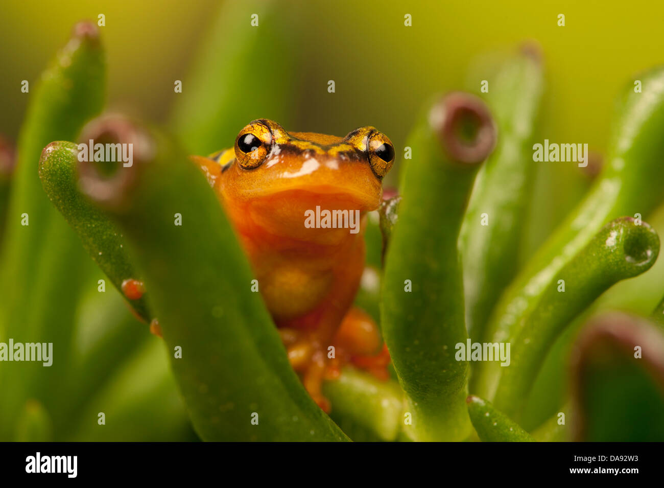Sedge frog on leaf Stock Photo - Alamy